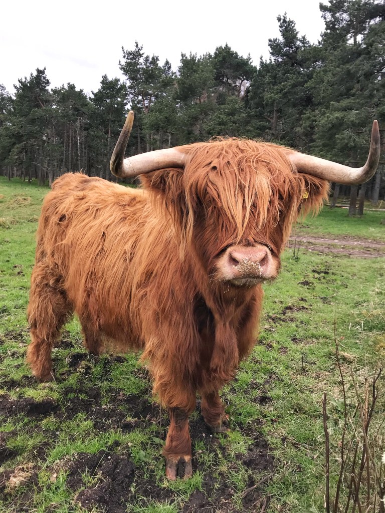 TIME TRAVEL THROUGH SCOTLAND: THE LUXURIOUS TRAIN “BELMOND ROYAL ...